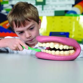 Giant Teeth Demonstration Model | Multi-Sensory Environments | Creative ...